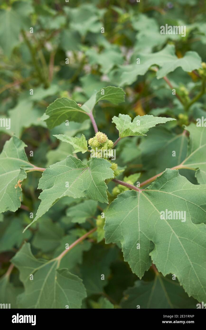 Xanthium orientale italicum hi-res stock photography and images - Alamy