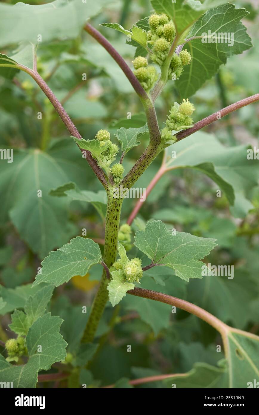 Xanthium orientale italicum hi-res stock photography and images - Alamy