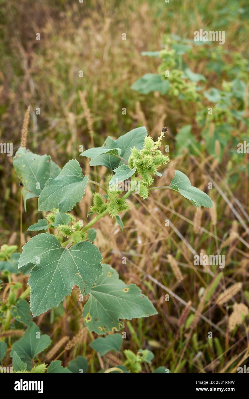 Xanthium orientale italicum hi-res stock photography and images - Alamy