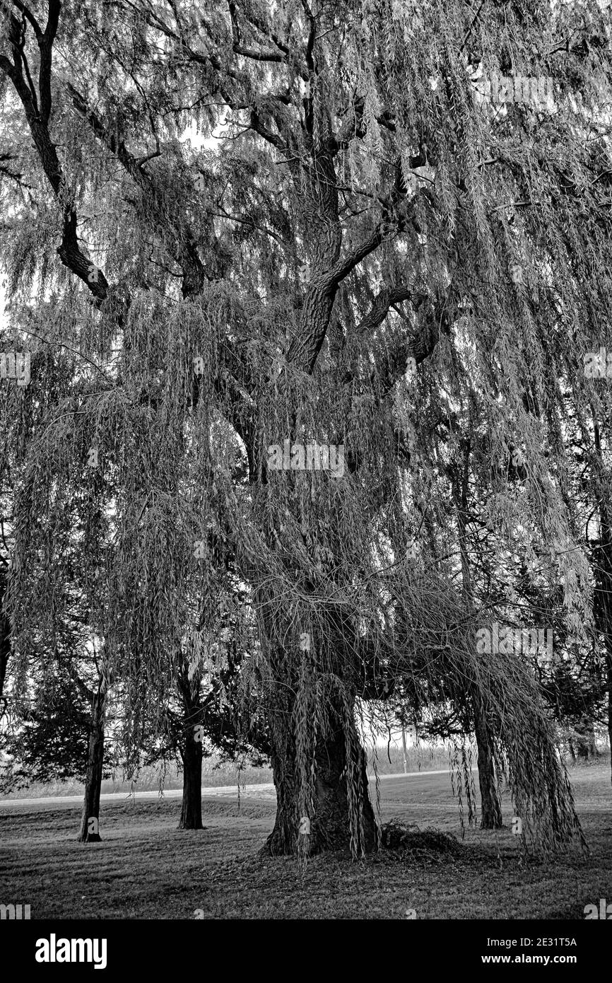 Willow view Black and White Stock Photos & Images - Alamy