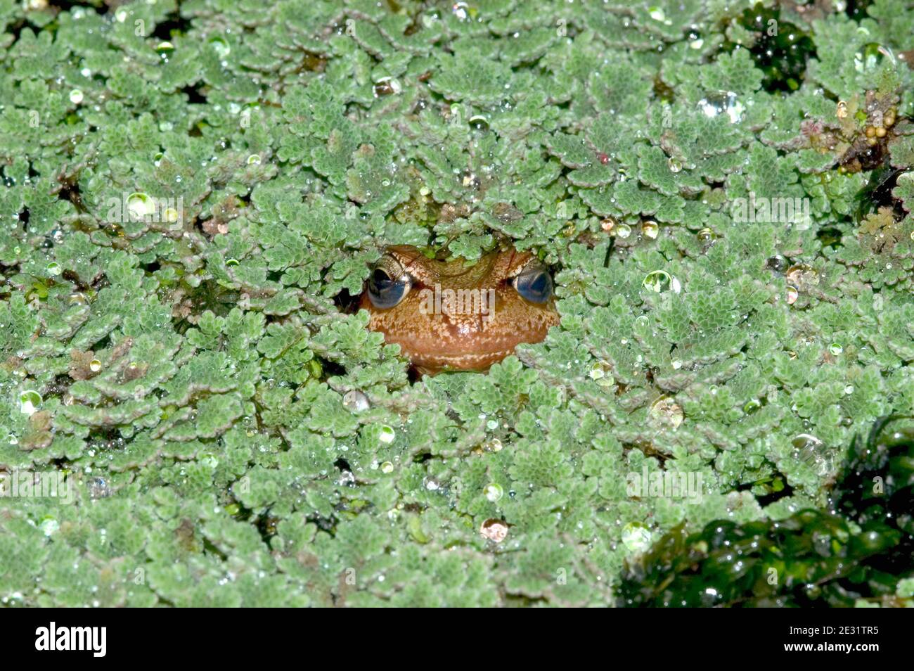 Frog eyes above water hi-res stock photography and images - Alamy