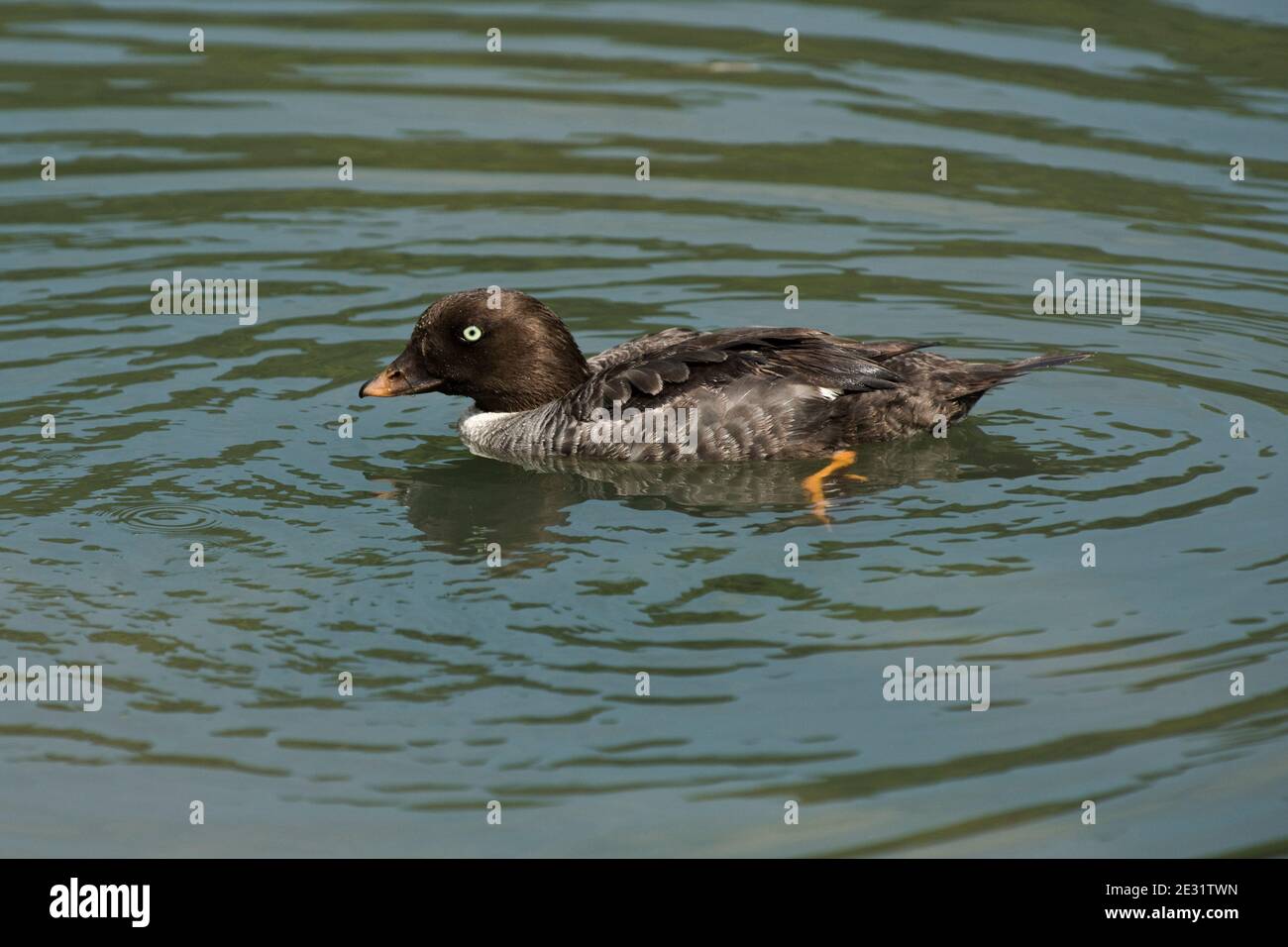 Barrow's goldeneye (Bucephala islandica) female duck with brown head ...