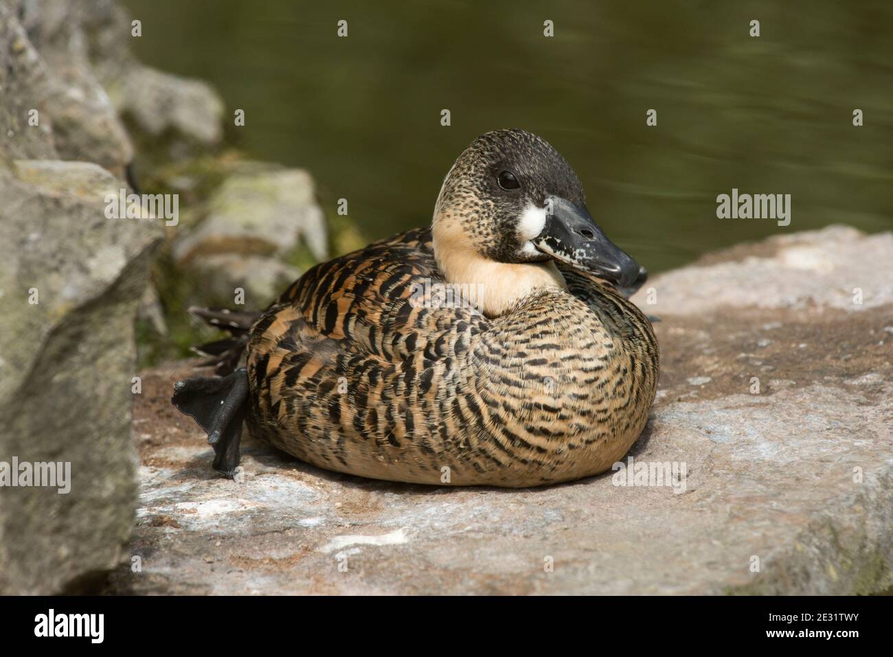 White-back duck (Thalassornis leuconotus) resting on a rock close to a ...