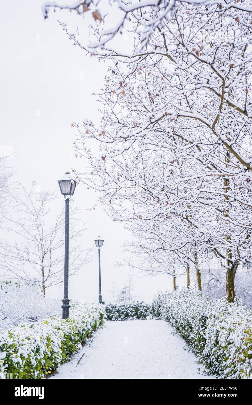 Trees in snowy urban park Stock Photo - Alamy