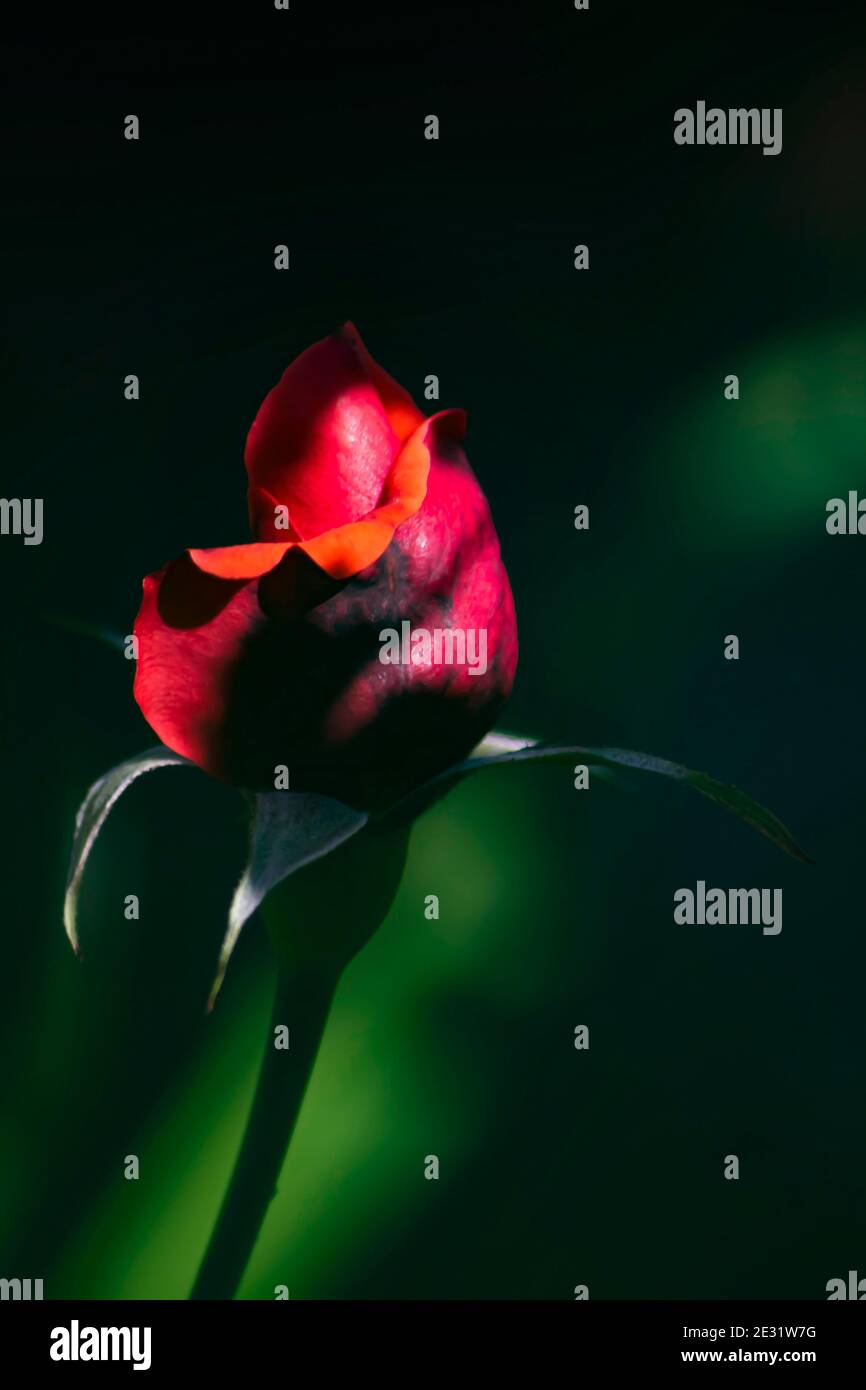 Named rose hi-res stock photography and images - Alamy