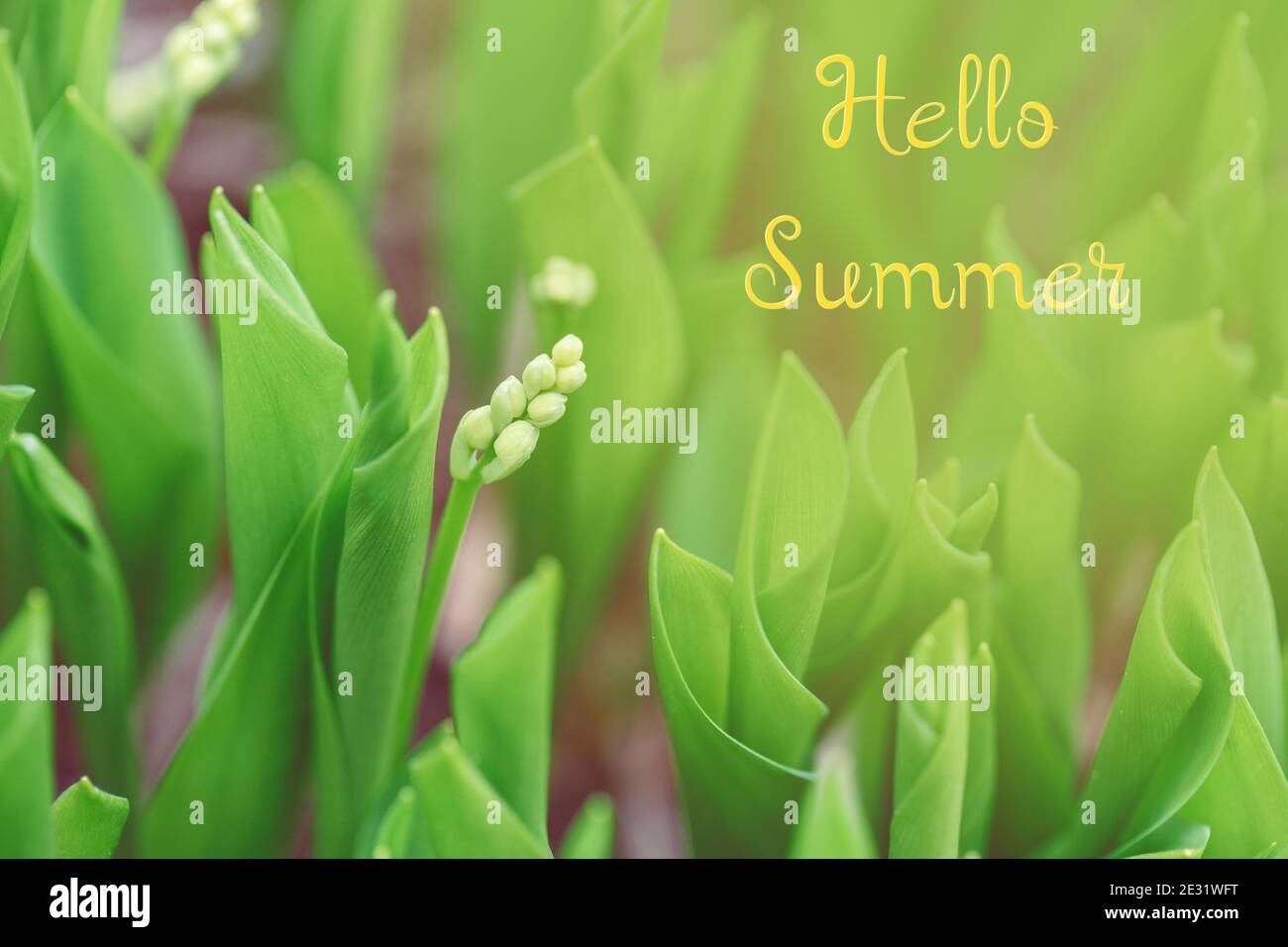 Hello Summer High Resolution Stock Photography and Images - Alamy