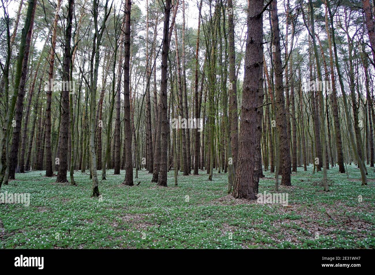 spring pine forest with slender straight tree trunks and green carpet ...