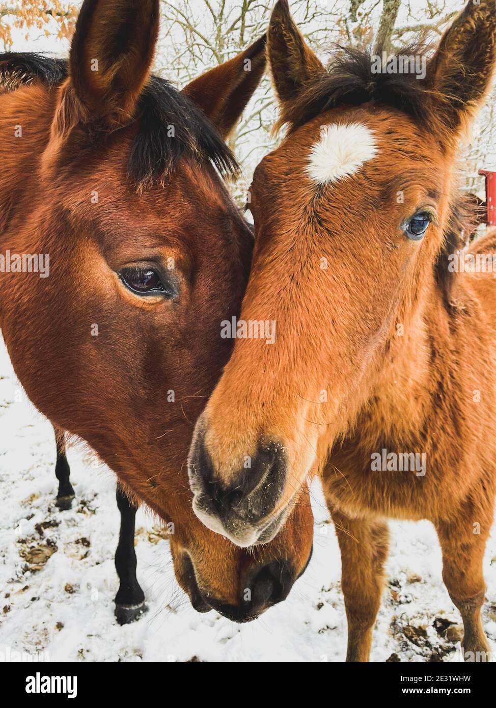 Horse heads together hi-res stock photography and images - Alamy