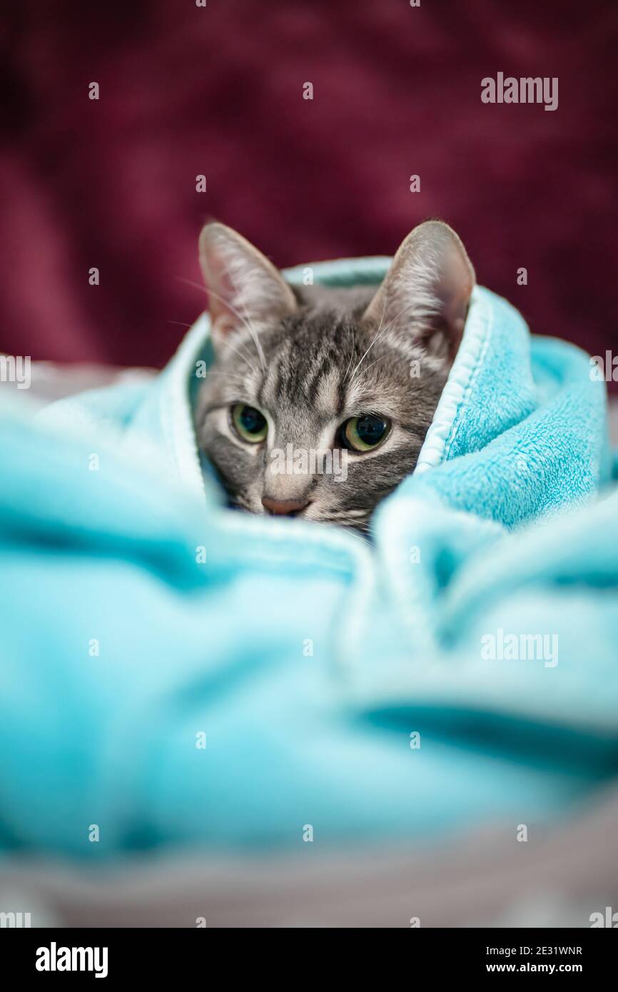 Cute young cat covered in a light blue blanket with purple background ...