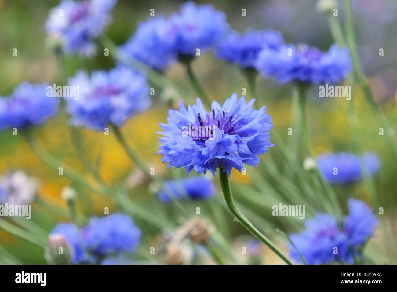 Perennial cornflowers hi-res stock photography and images - Alamy