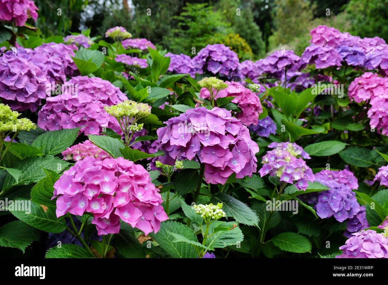Pink and Violet hydrangea macrophylla 'hamburg' in flower in the summer ...