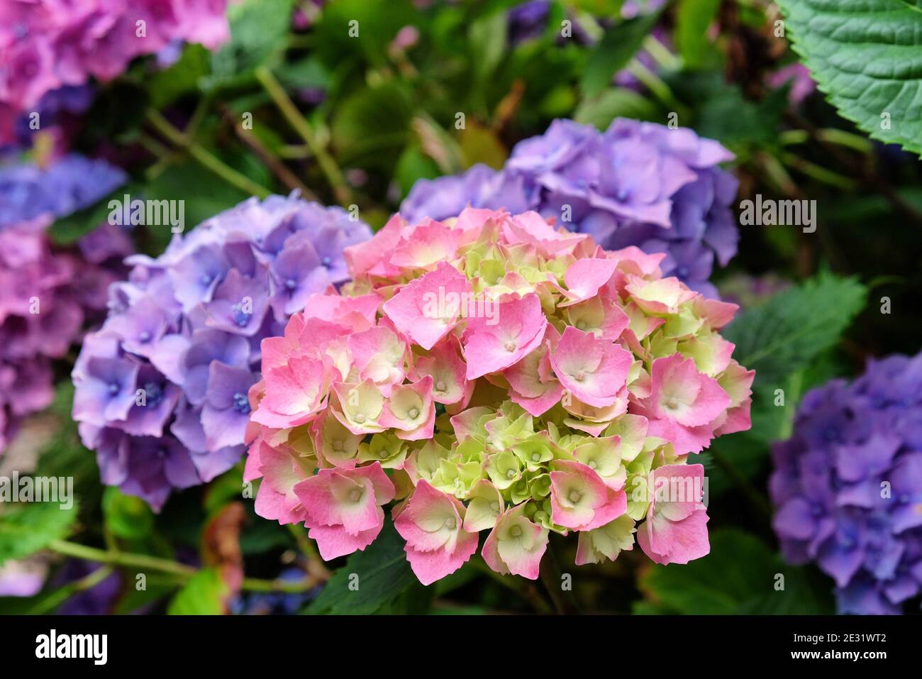 Pink and Violet hydrangea macrophylla 'hamburg' in flower in the summer ...