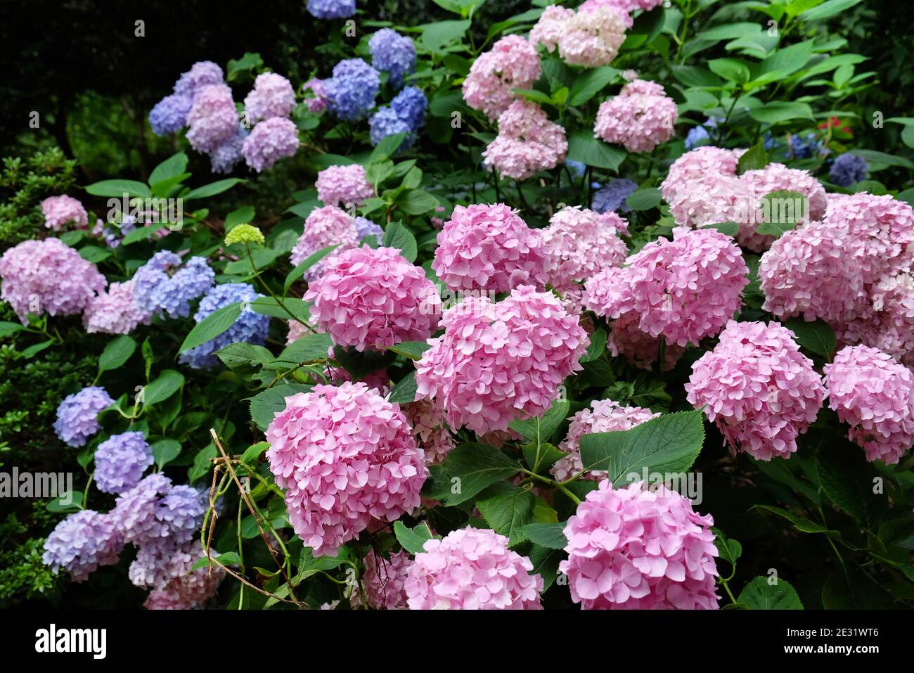 Pink and Violet hydrangea macrophylla 'hamburg' in flower in the summer ...