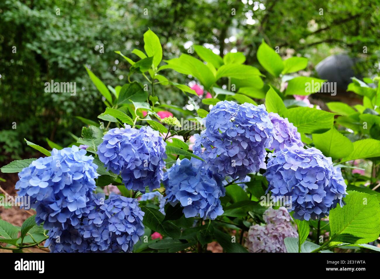 Blue mophead Hydrangea Macrophylla 'G n rale Vicomtesse de Vibraye' in ...