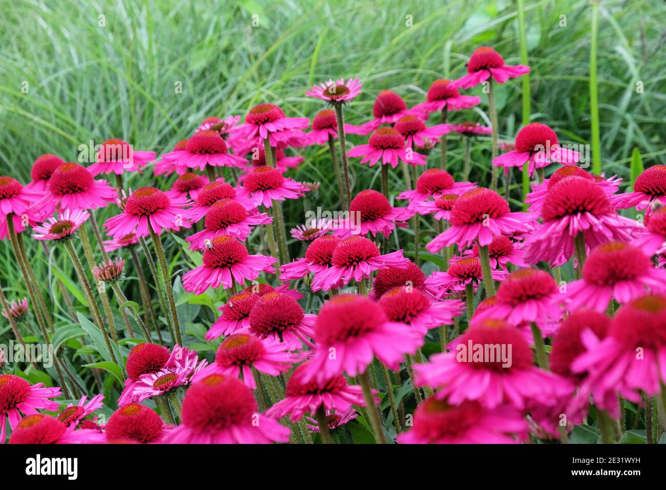 Coneflower delicious candy hi-res stock photography and images - Alamy