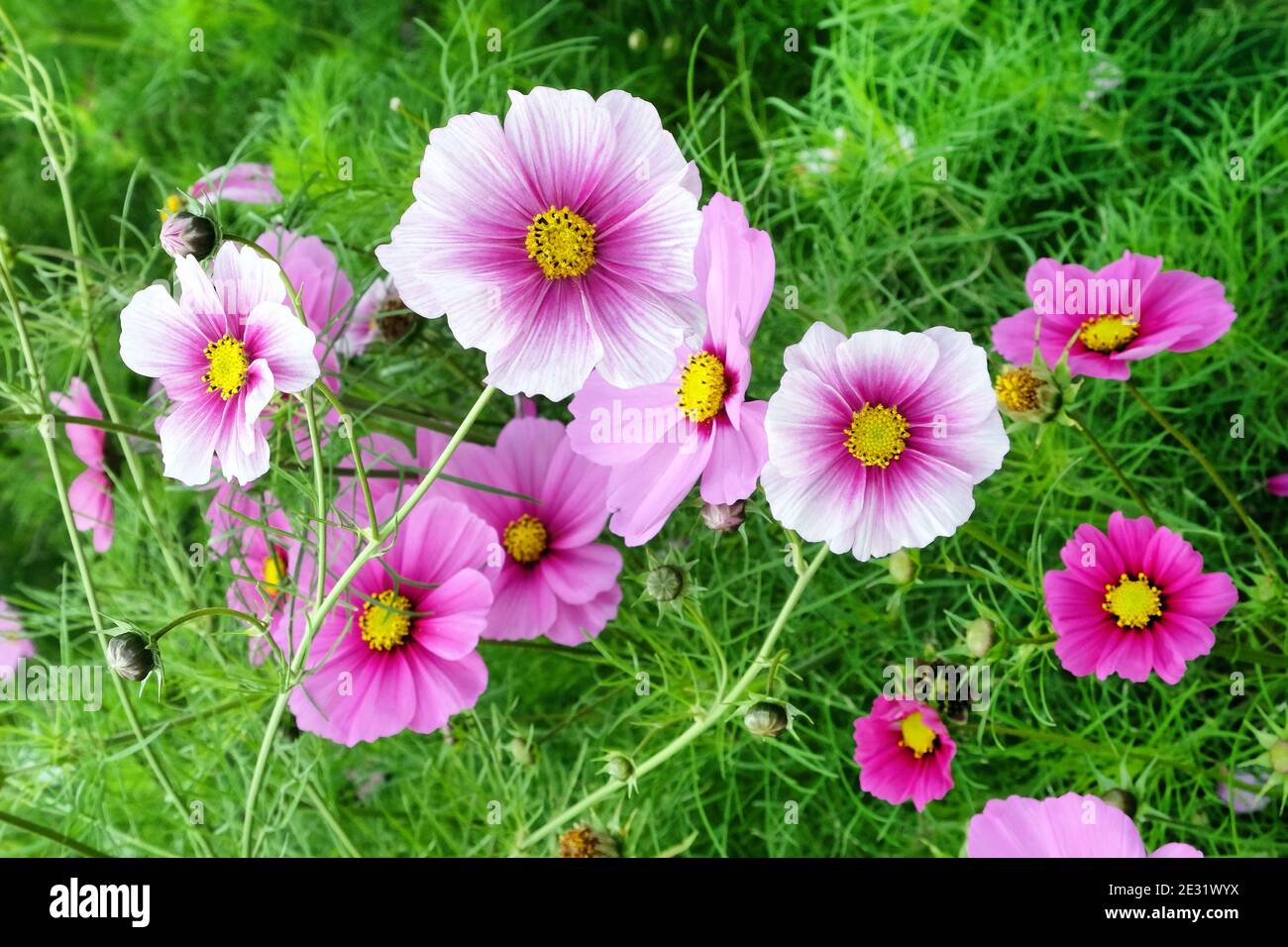 White and pink cosmos hi-res stock photography and images - Alamy