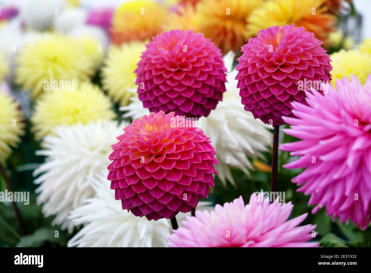 Pink pompon dahlia in flower Stock Photo - Alamy