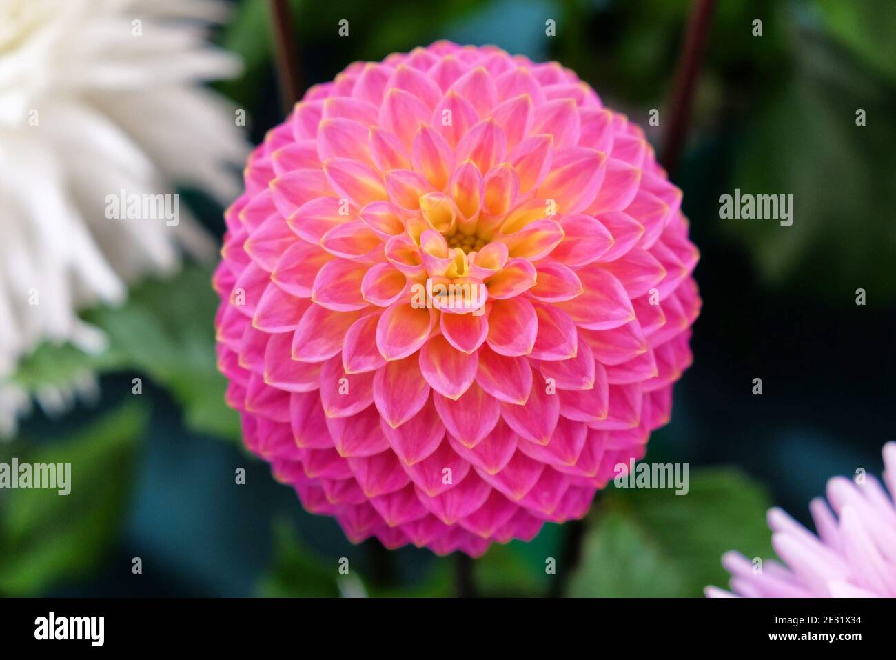Pink pompon dahlia in flower Stock Photo - Alamy