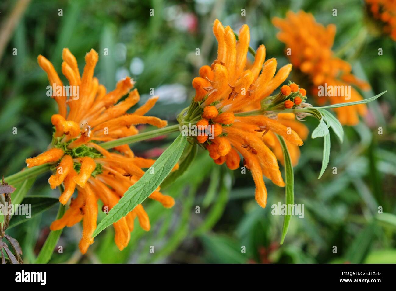 Orange Common Lions Ear (leonatis) in flower Stock Photo - Alamy