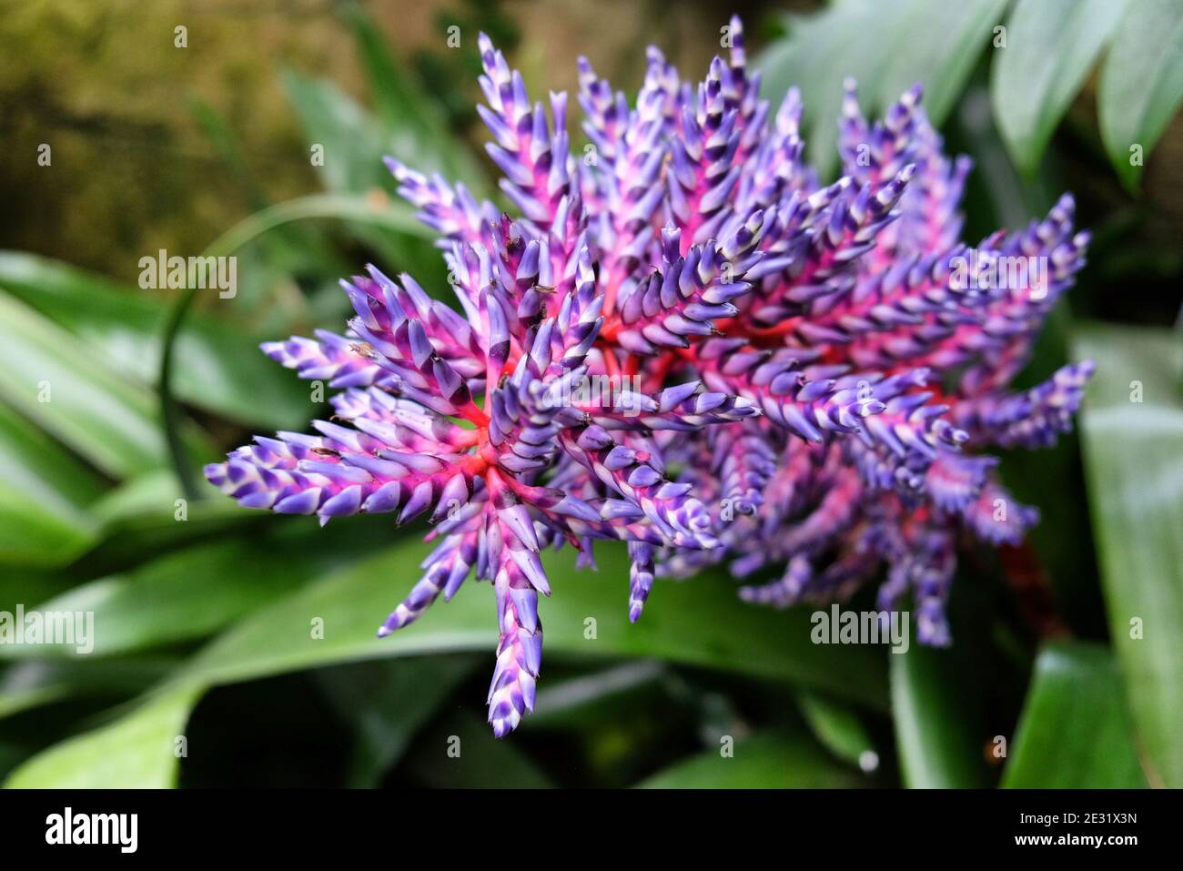 Amazonian zebra plant hi-res stock photography and images - Alamy