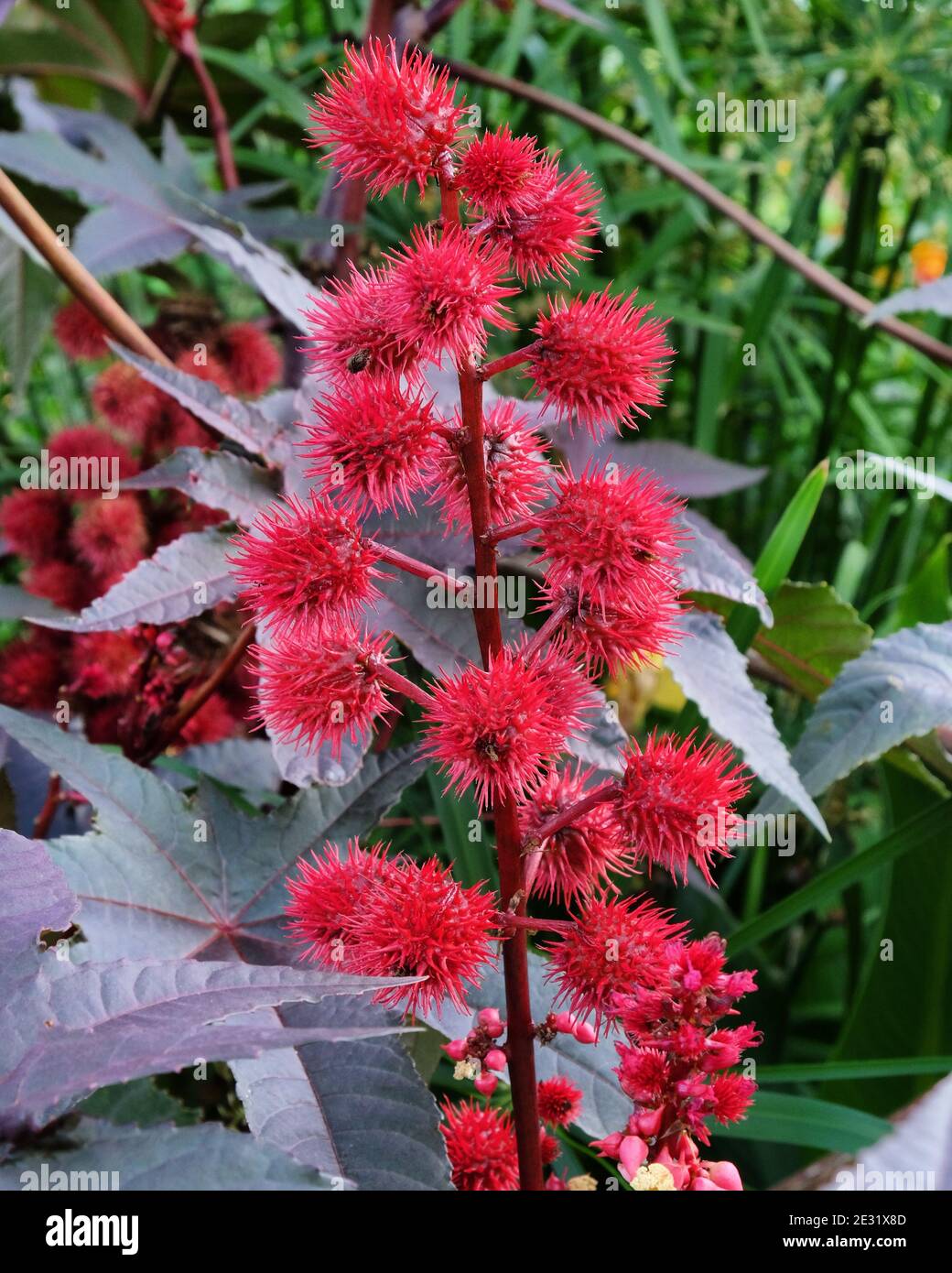 Red flower spike of the castor bean plant Stock Photo - Alamy