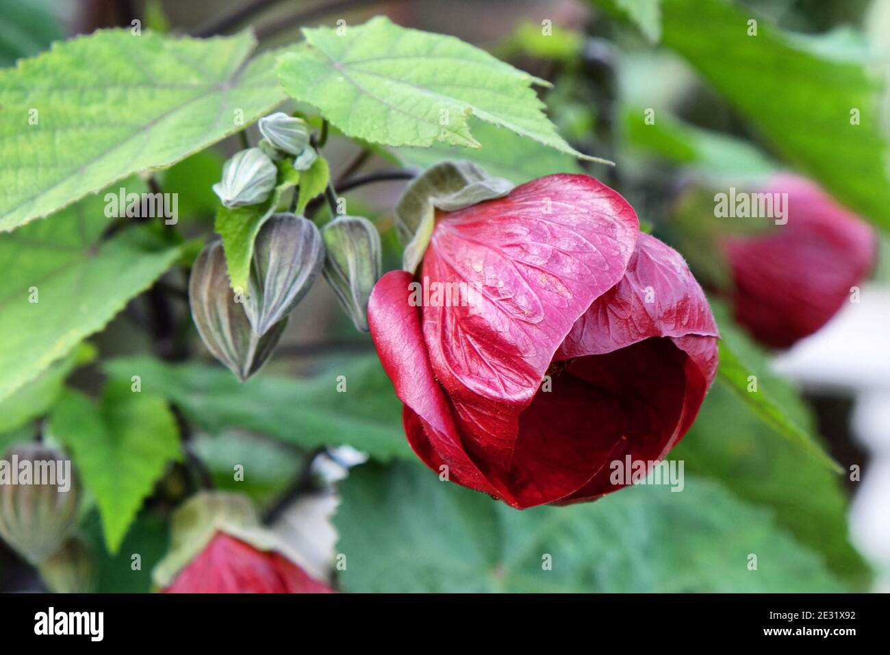 The red petals of the Redvein Indian Mallow plant in bloom Stock Photo ...