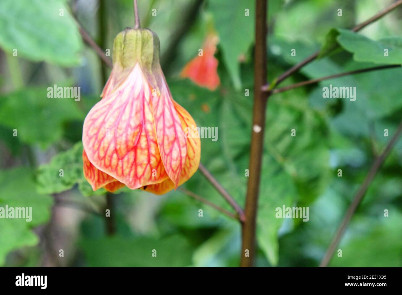 The orange veined yellow of the Redvein Indian Mallow plant in bloom ...