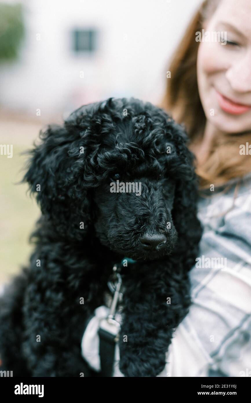 Woman Holding Poodle High Resolution Stock Photography and Images - Alamy