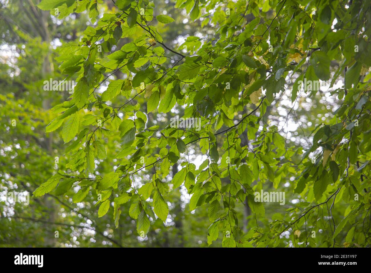 Trees with no leavs hi-res stock photography and images - Alamy