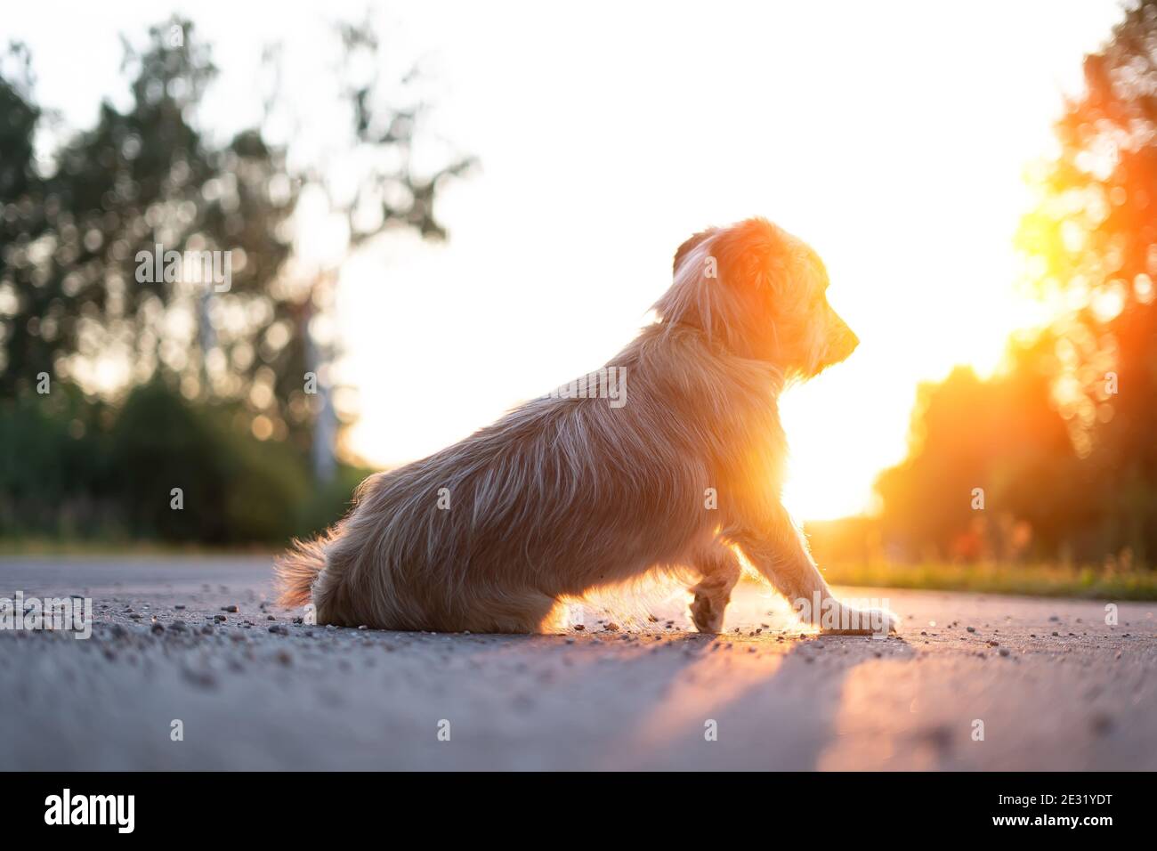 White dog against the sun hi-res stock photography and images - Alamy