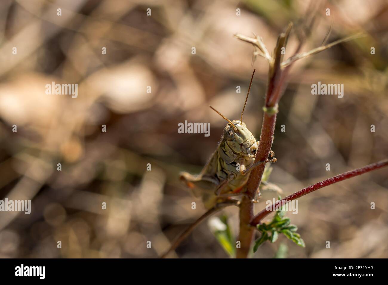 Camouflage grasshopper hi-res stock photography and images - Alamy