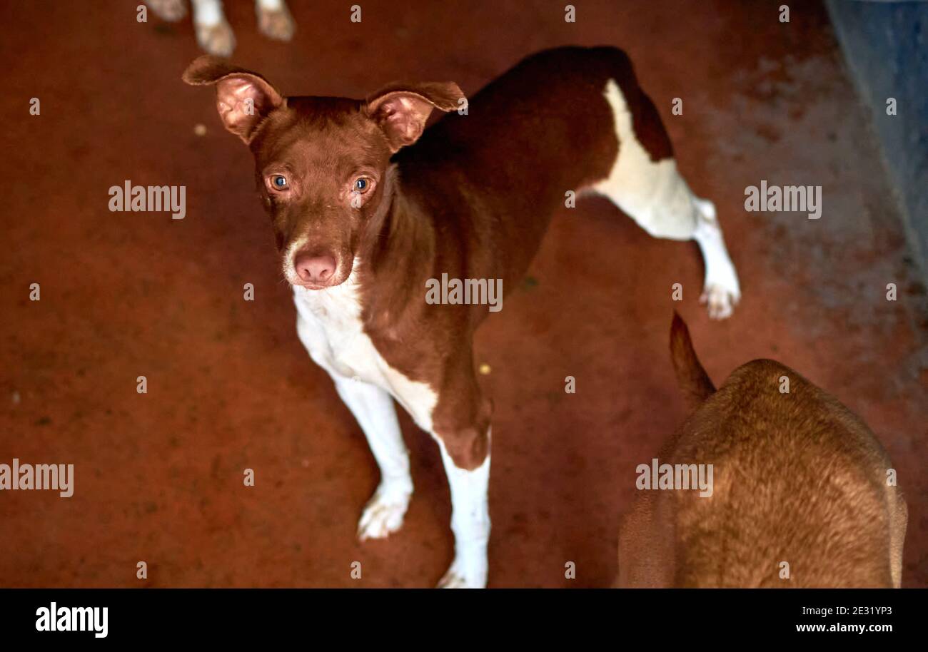 Half a dog hi-res stock photography and images - Alamy