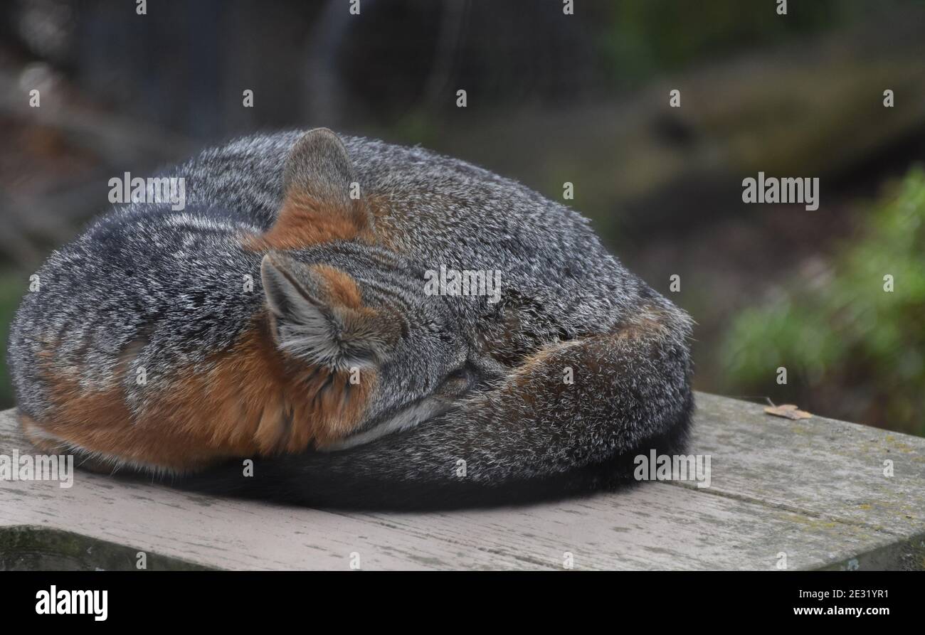 Channel island foxes hi-res stock photography and images - Alamy