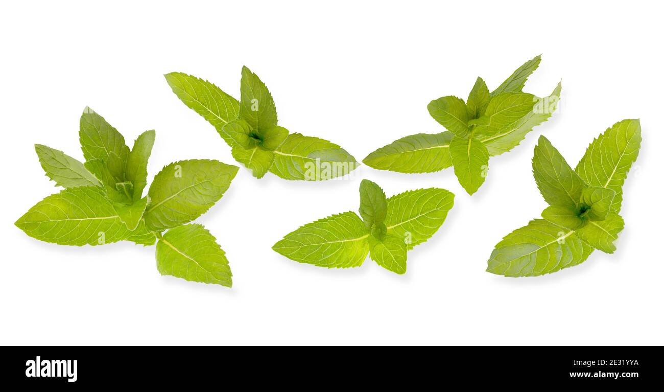 Horizontal fresh mint leaves banner on white background Stock Photo - Alamy