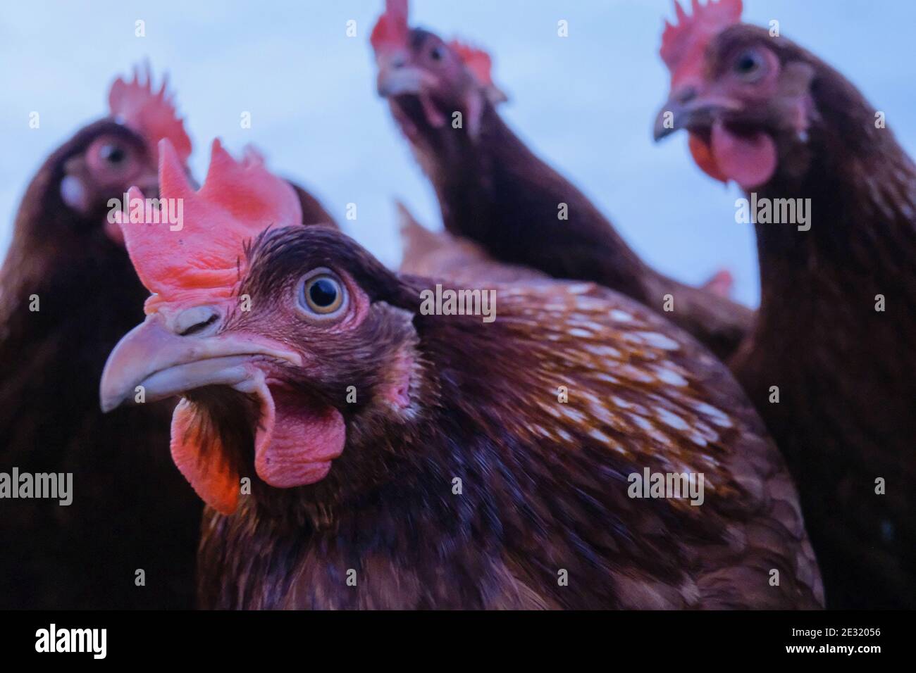 Lohmann brown hi-res stock photography and images - Alamy