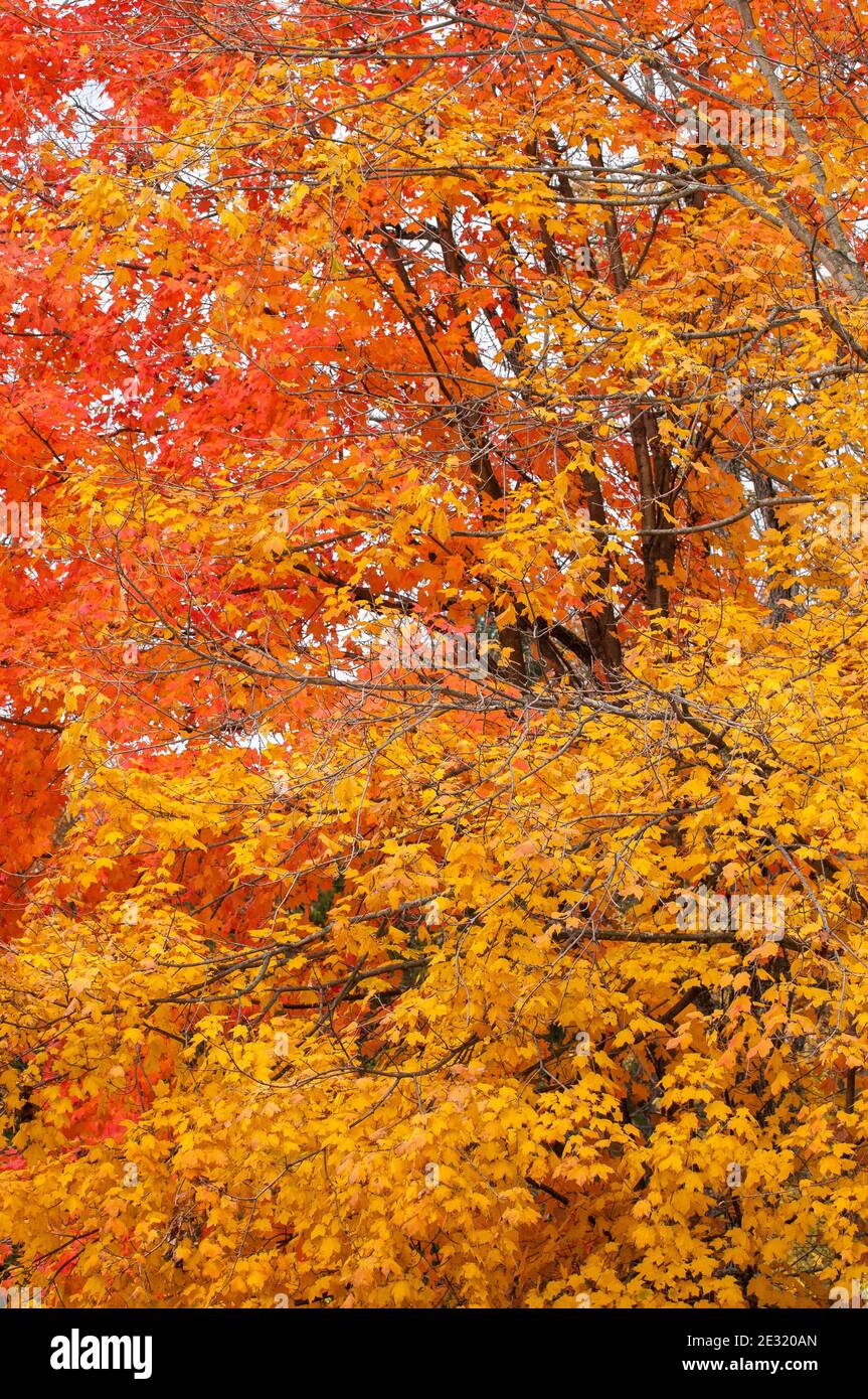 Fall leaf color is a phenomenon that affects the normal green leaves of ...