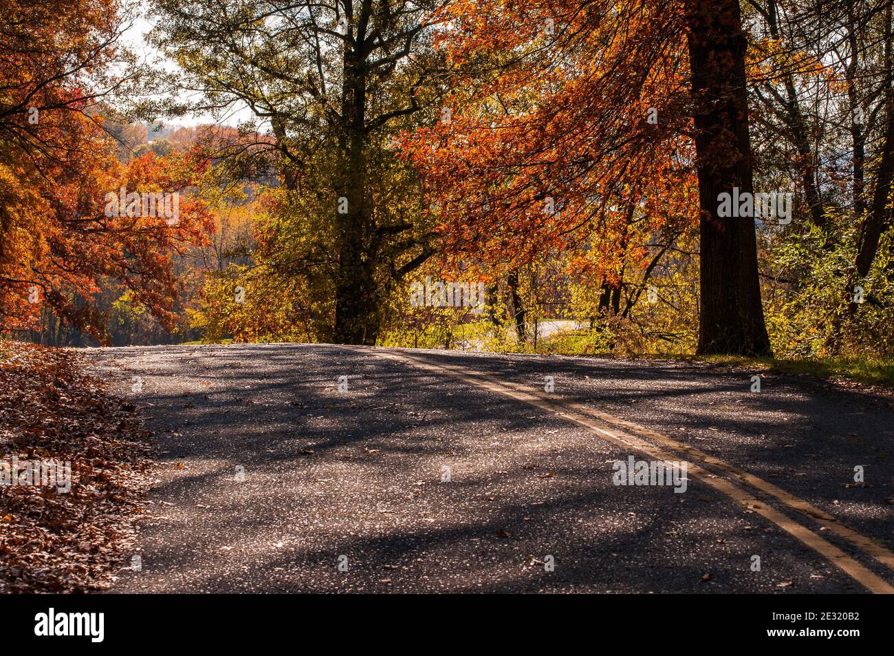 Winding road in the forest during fall. Fall leaf color is a phenomenon ...