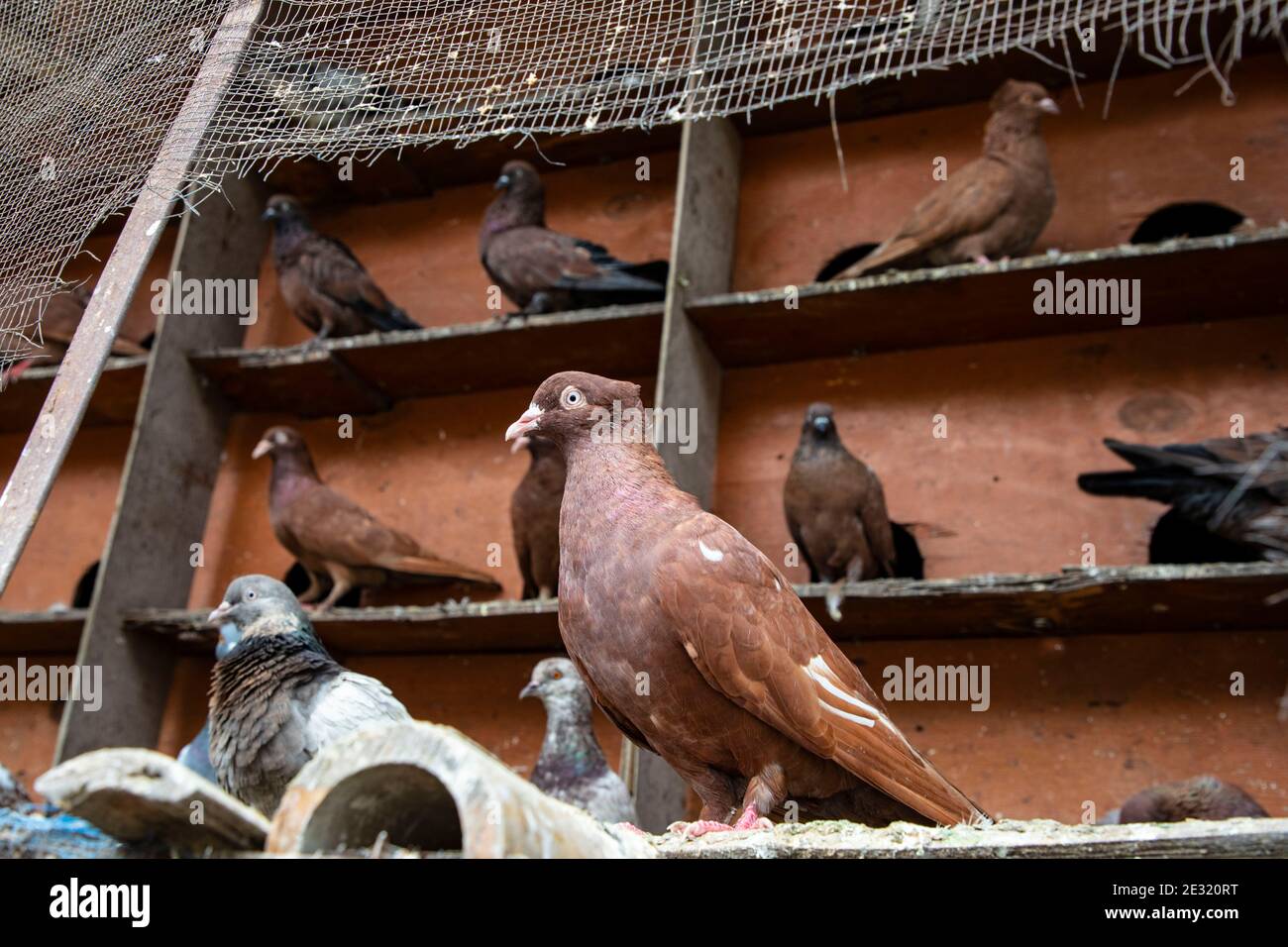 Domestic birds inside hi-res stock photography and images - Alamy
