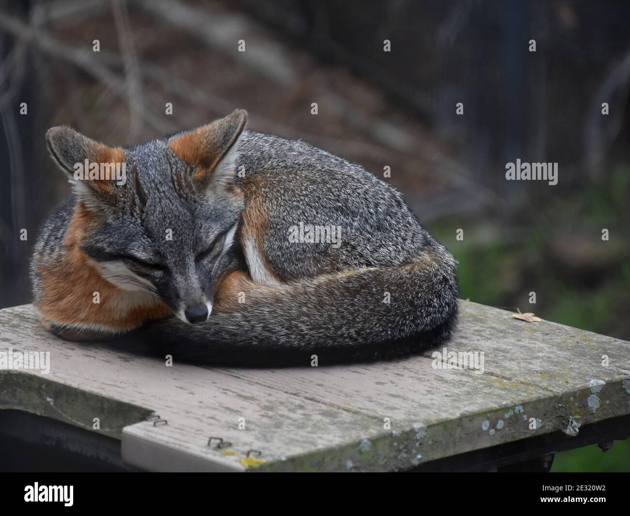 Adorable sleeping Channel Island fox curled up resting Stock Photo - Alamy