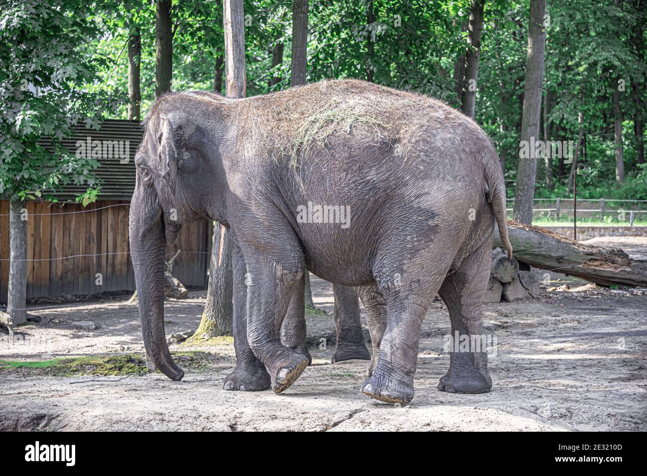 Elephant full body hi-res stock photography and images - Alamy
