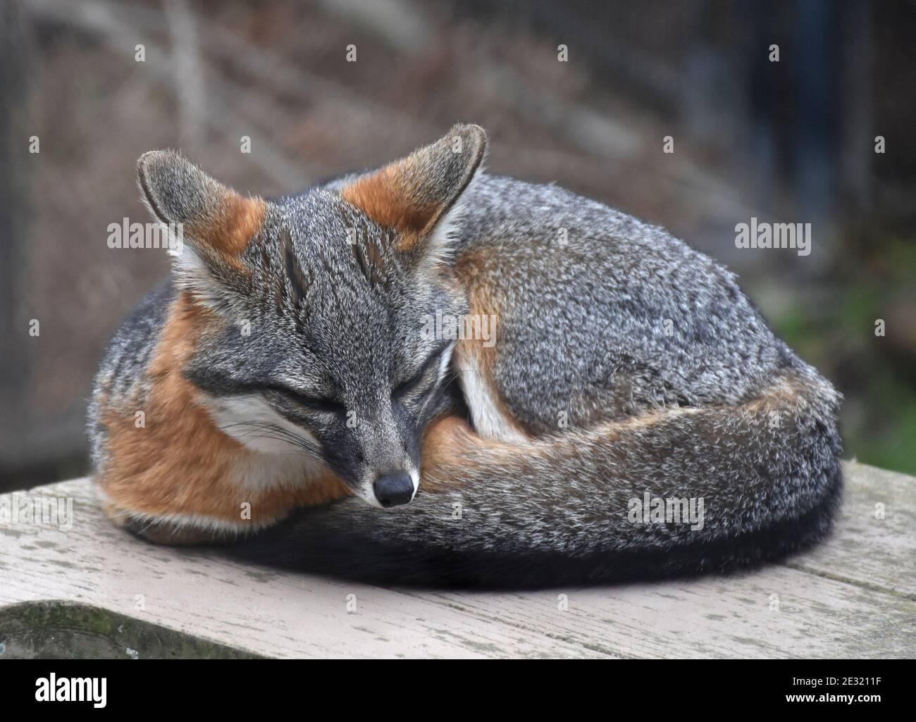 Cute cleeping Channel Island fox on a wood platform Stock Photo - Alamy