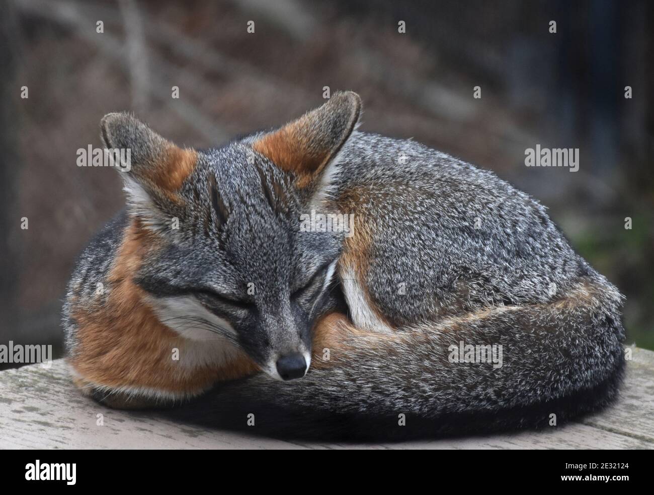 Very cute dozing Channel Island Fox curled up sleeping Stock Photo - Alamy