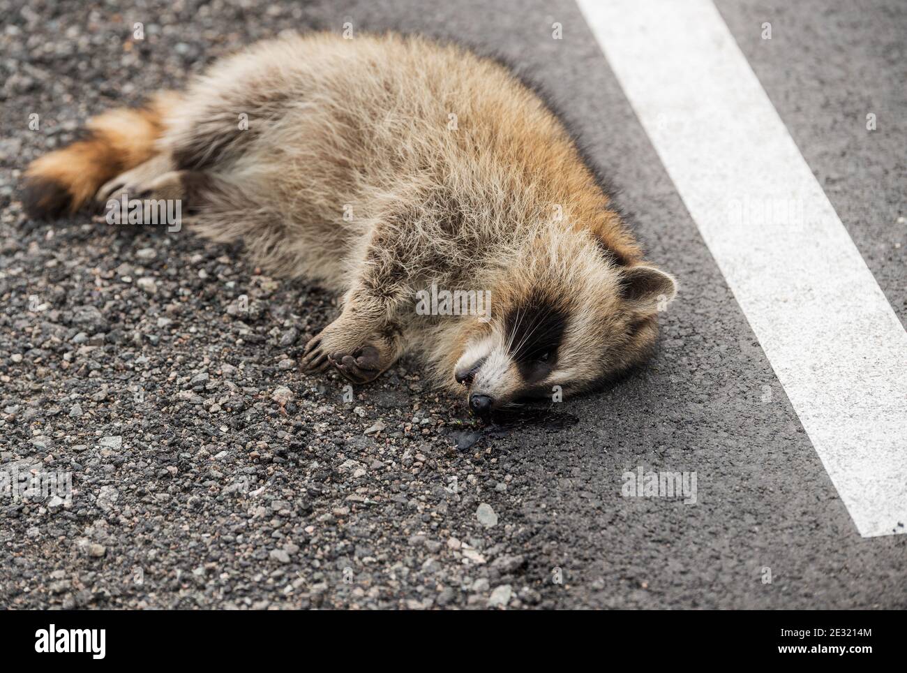 Raccoon Face Side Free Photos | Raccoon Picture 2