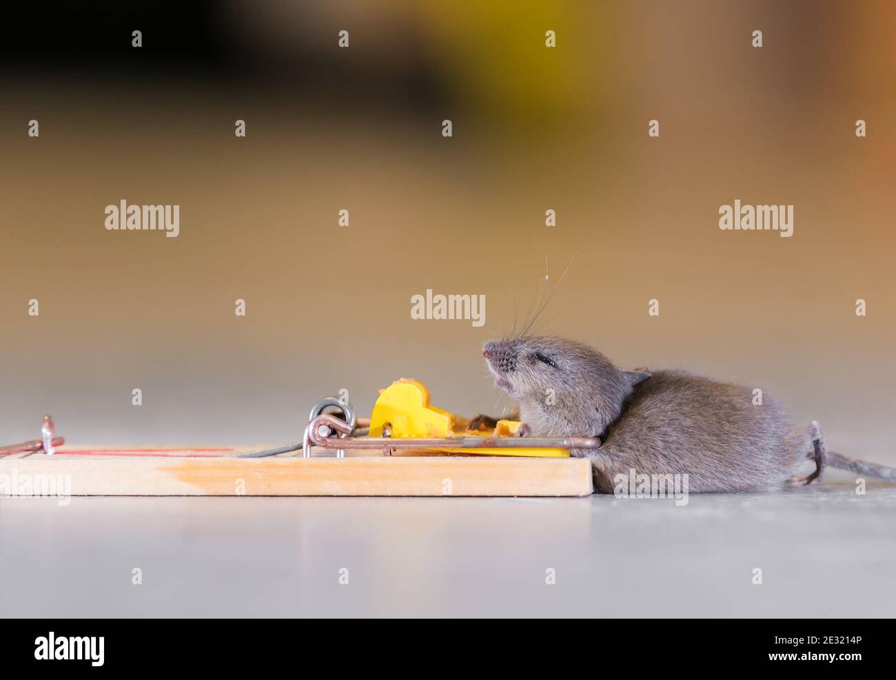 A dead gray mouse in a mousetrap. The view is from the side at the ...