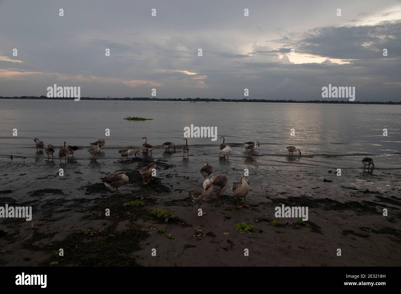 Bank of swans hi-res stock photography and images - Alamy