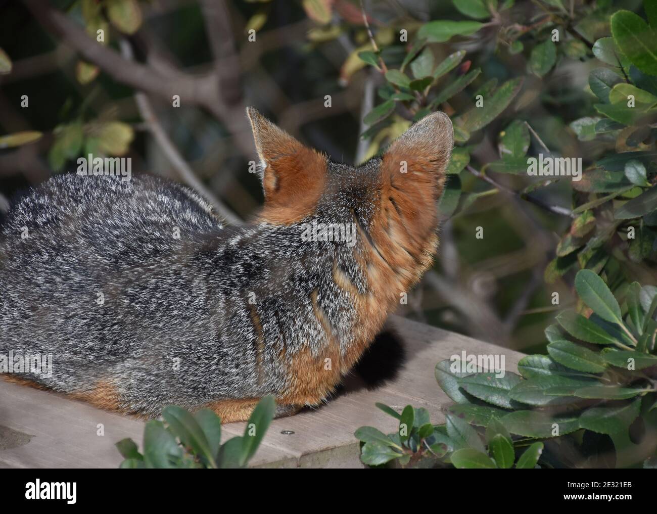 Channel island foxes hi-res stock photography and images - Alamy