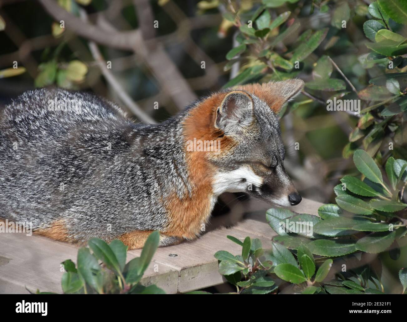 Beautiful side profile of a sweet channel island fox Stock Photo - Alamy