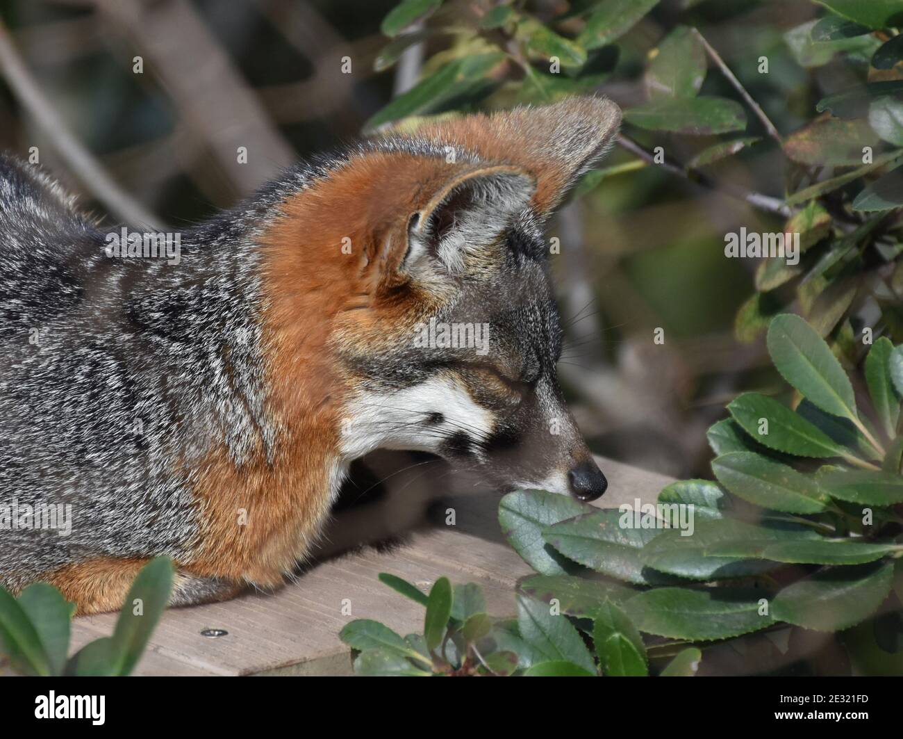 Channel island foxes hi-res stock photography and images - Alamy