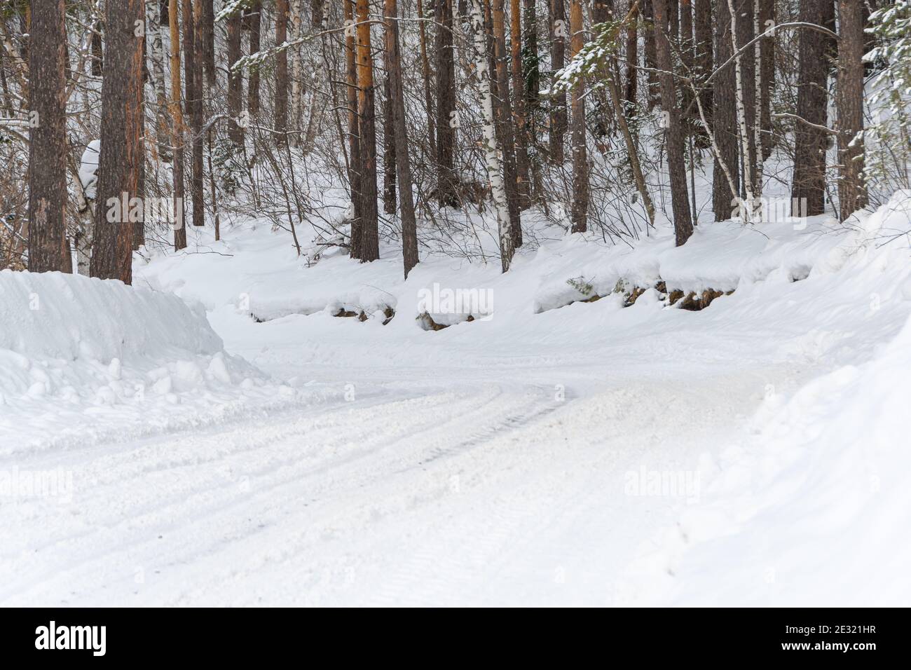 Snow road in winter pine forest. Ice and snowstorm on a country road ...