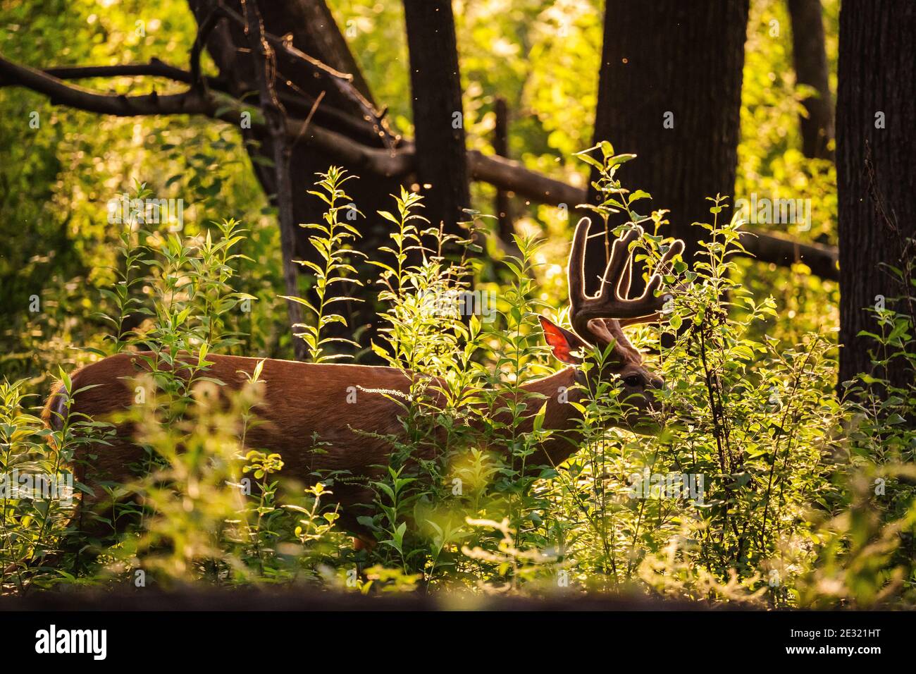 Backlit whitetail deer hi-res stock photography and images - Alamy